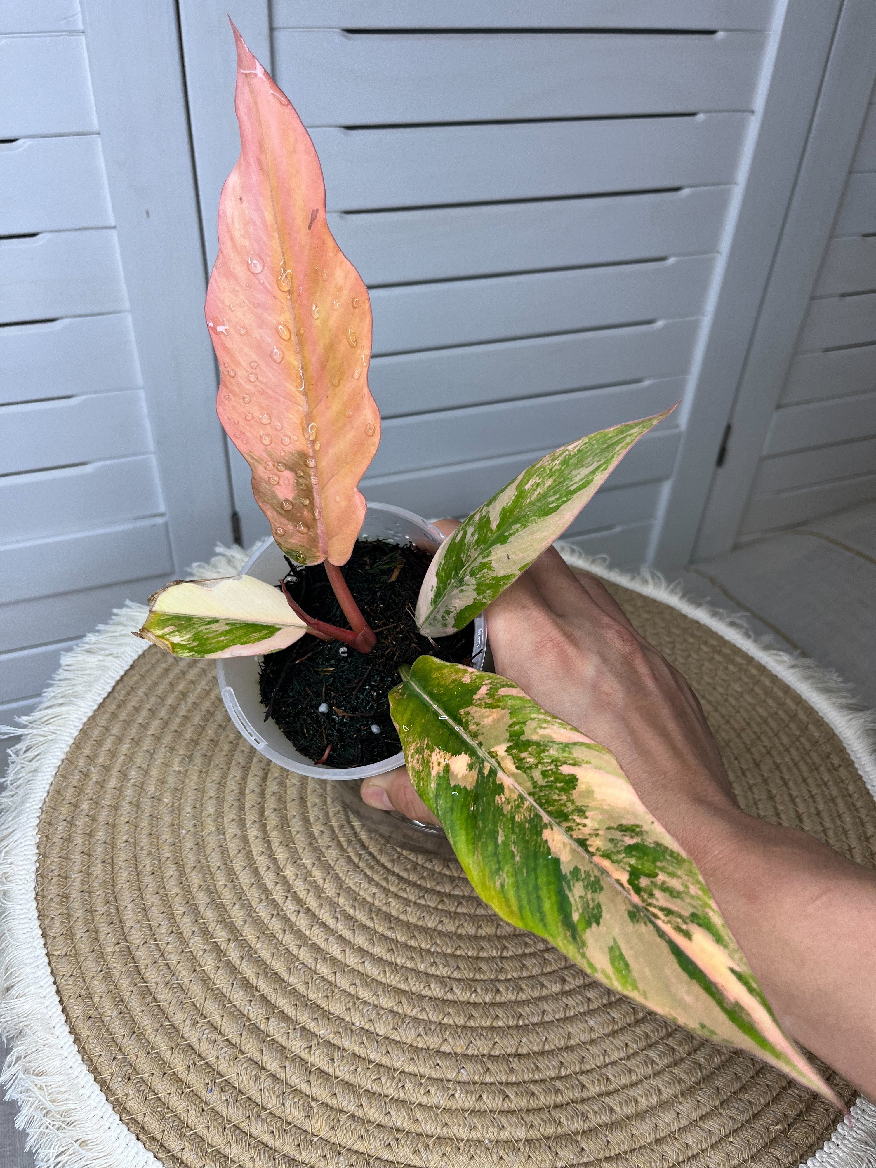 Soul Plant – SOUL PLANT