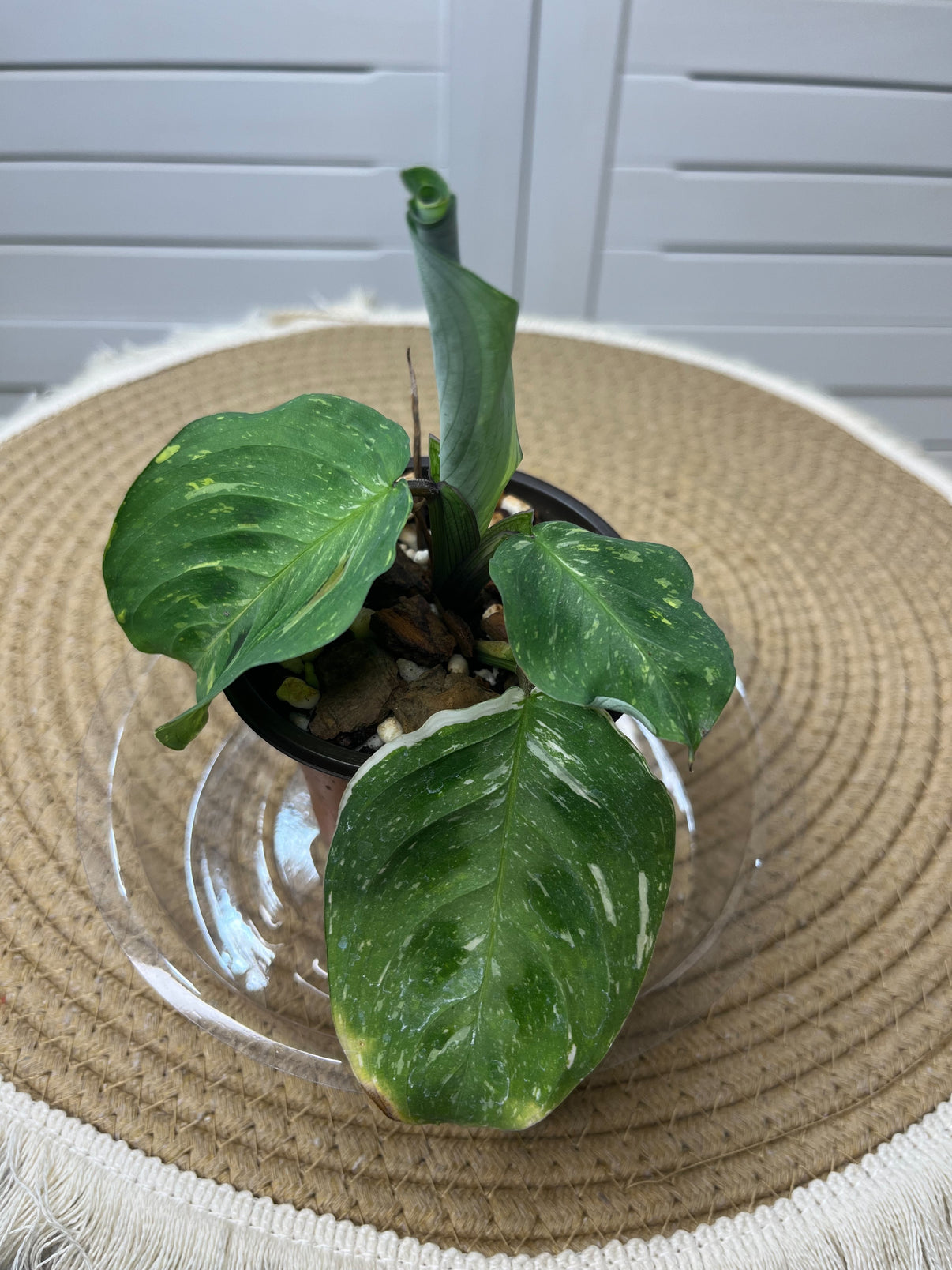 Prayer Plant(Maranta) Variegated @1 – SOUL PLANT