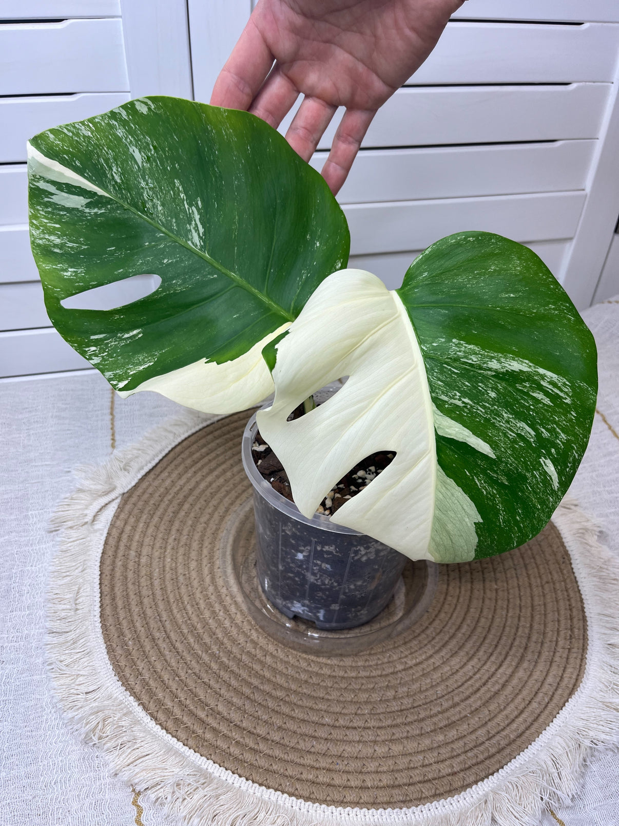 Monstera Borsigiana Albo Half Moon Variegated @1 – SOUL PLANT