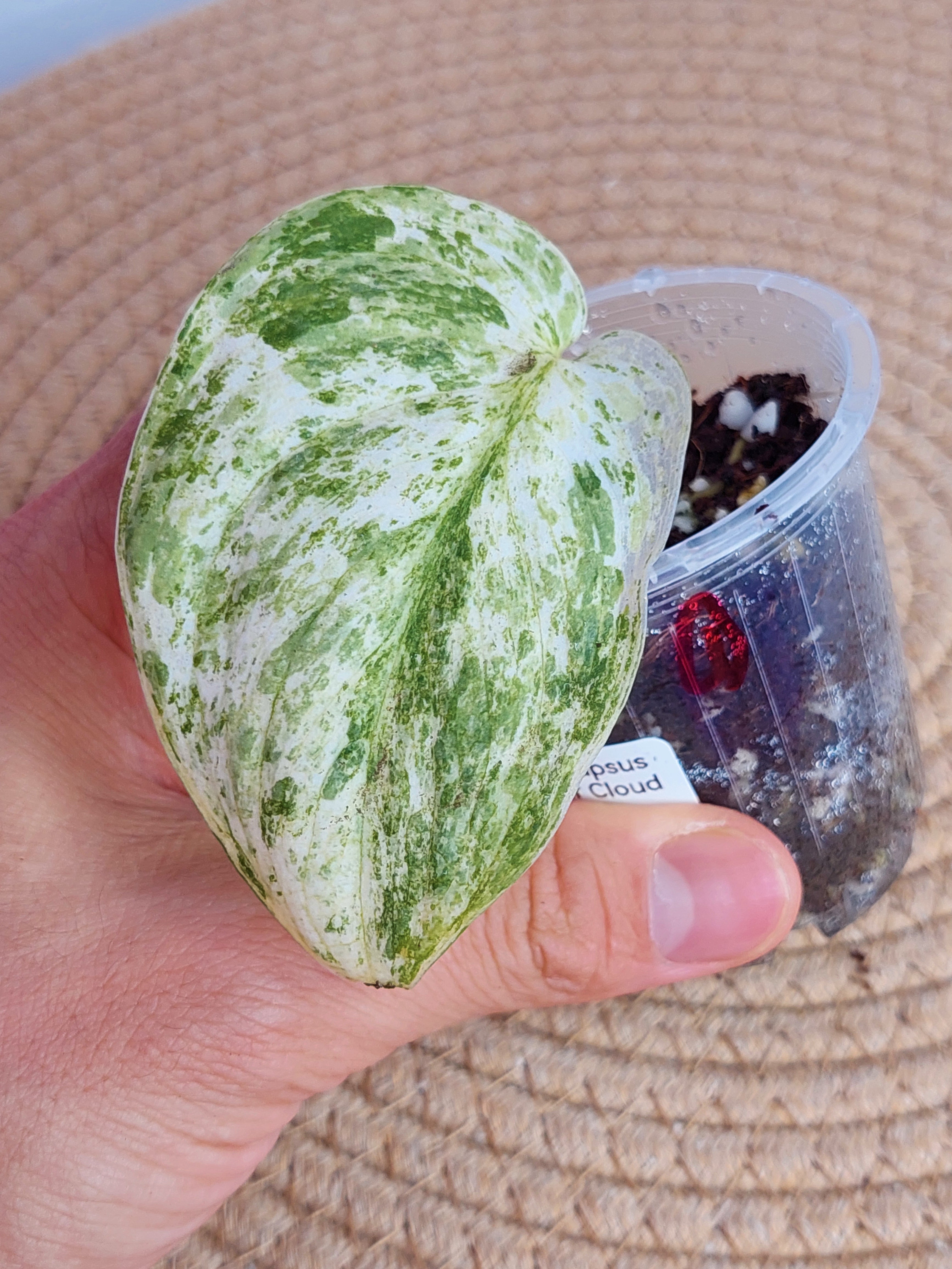 Scindapsus Silver Cloud Variegated - 1 – SOUL PLANT