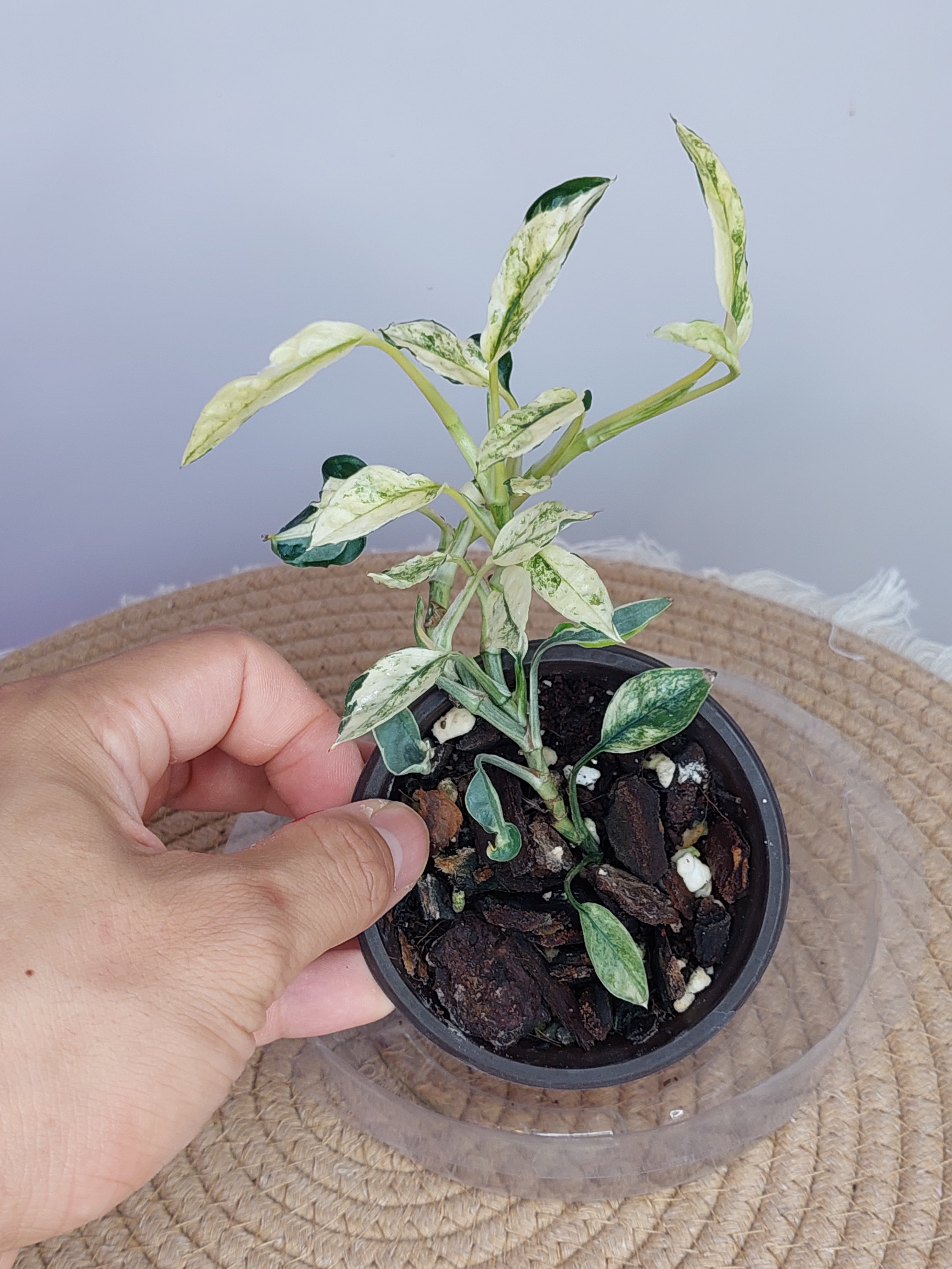 Epipremnum Pinnatum Bali Hanoman 2 – SOUL PLANT