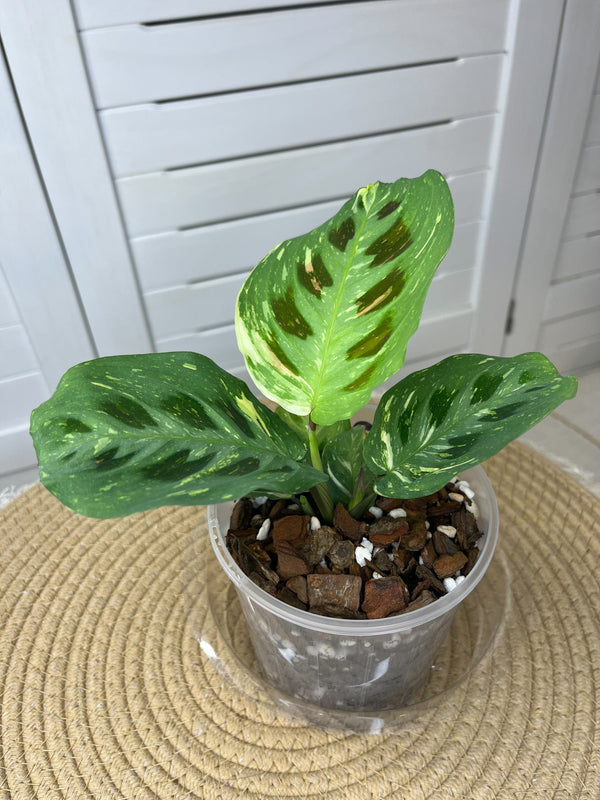 Prayer Plant(Maranta) Variegated (2) – SOUL PLANT