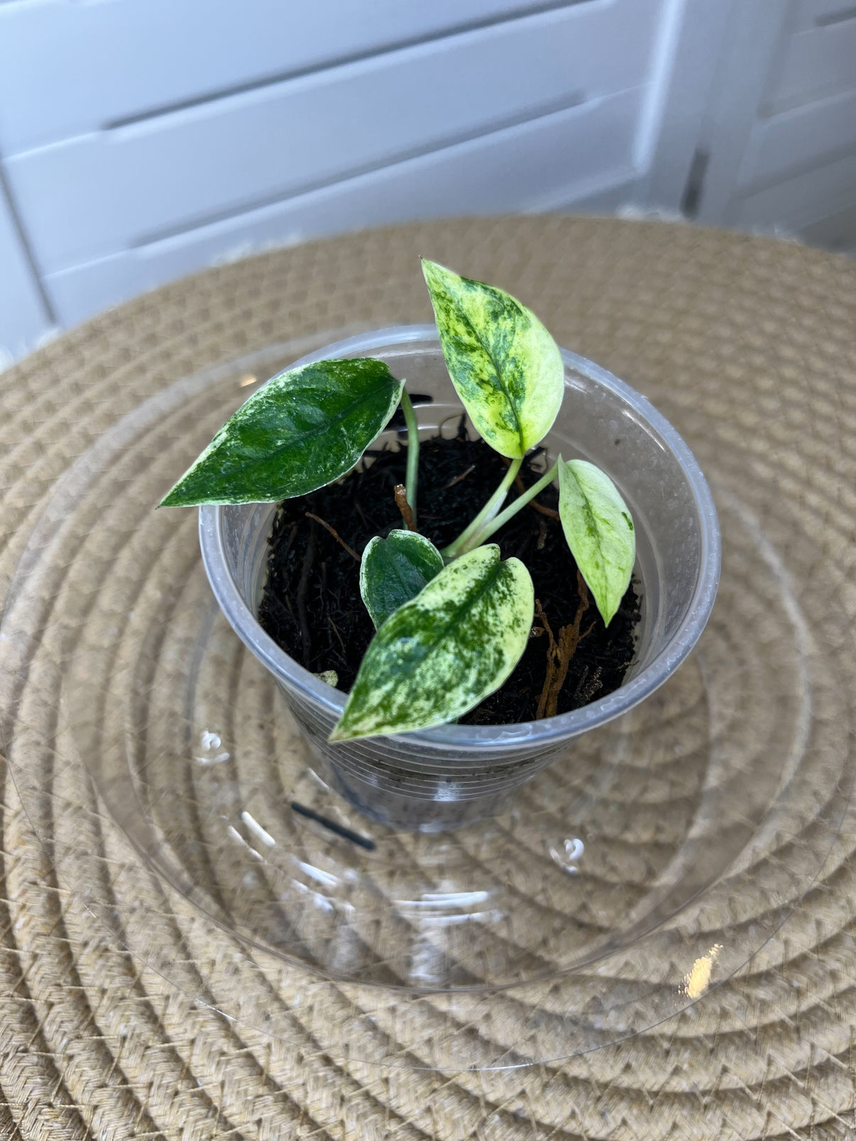 Epipremnum Pinnatum Bali Hanoman (3) – SOUL PLANT