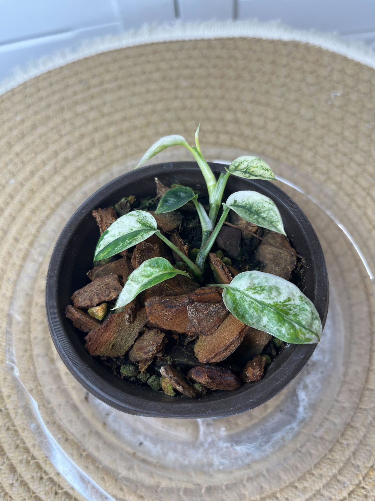 Epipremnum Pinnatum Bali Hanoman 3 – SOUL PLANT