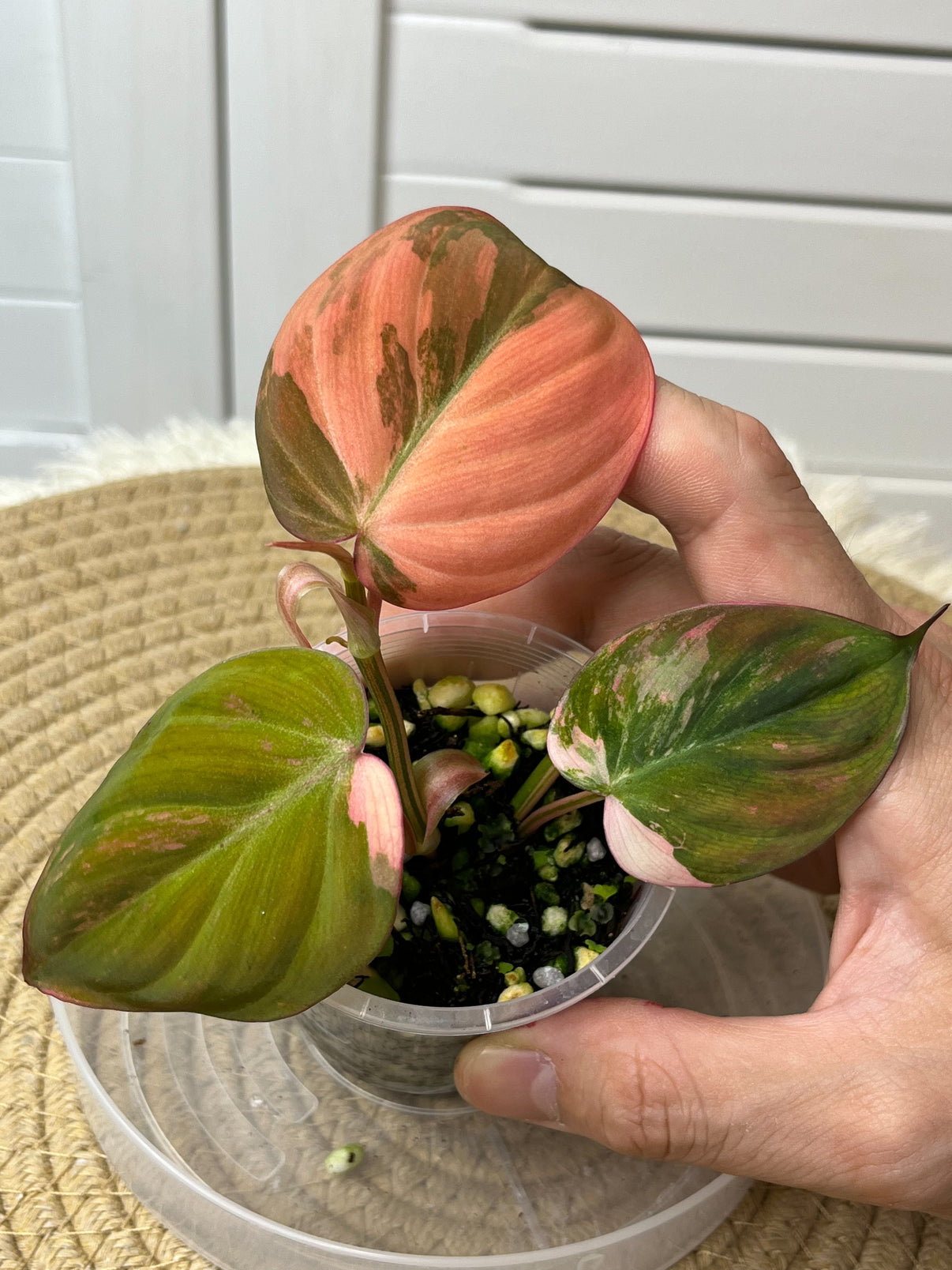 Philodendron Mican Variegated (1) – SOUL PLANT