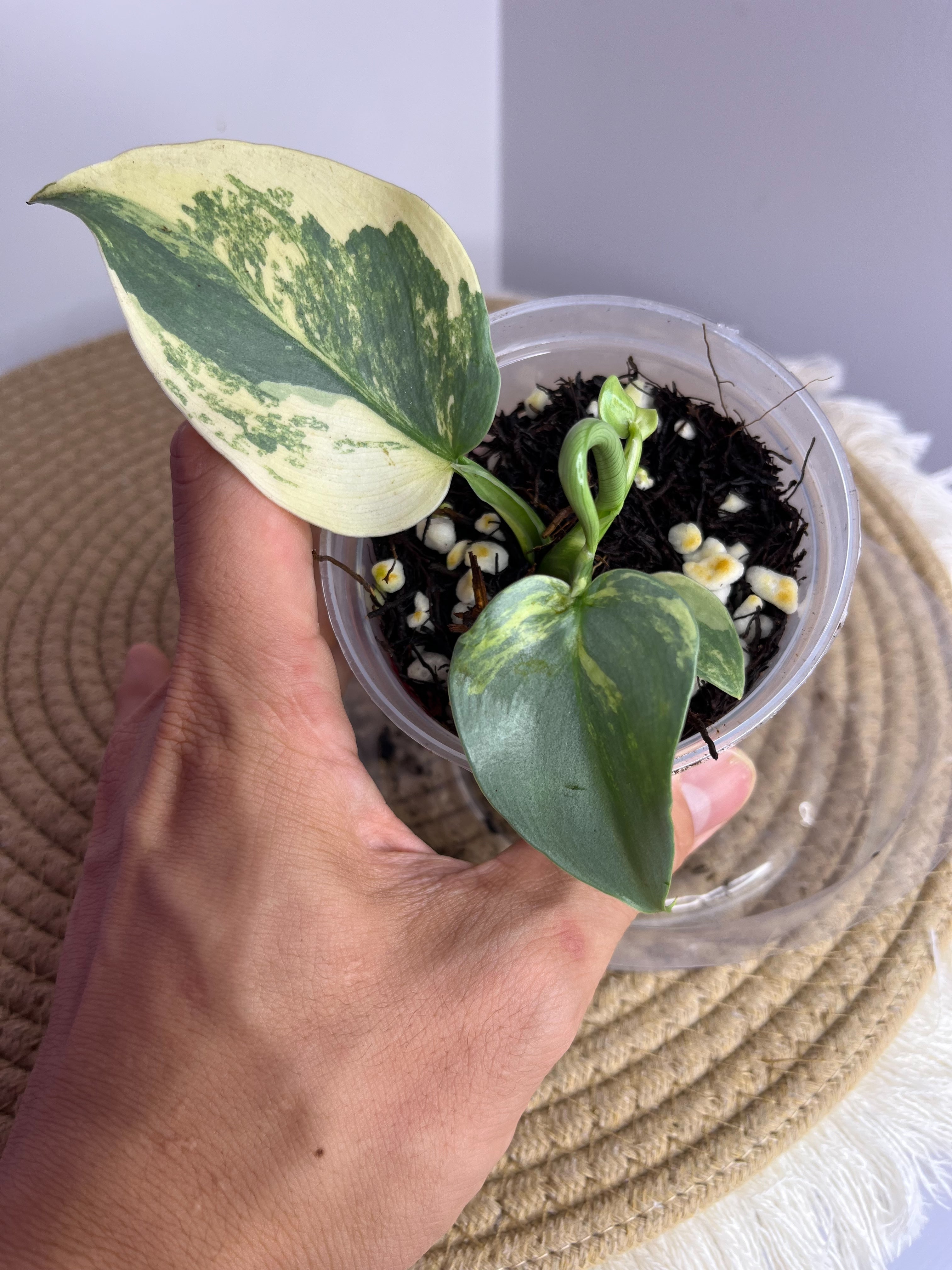 Philodendron Silver Sword Variegated 1 – SOUL PLANT