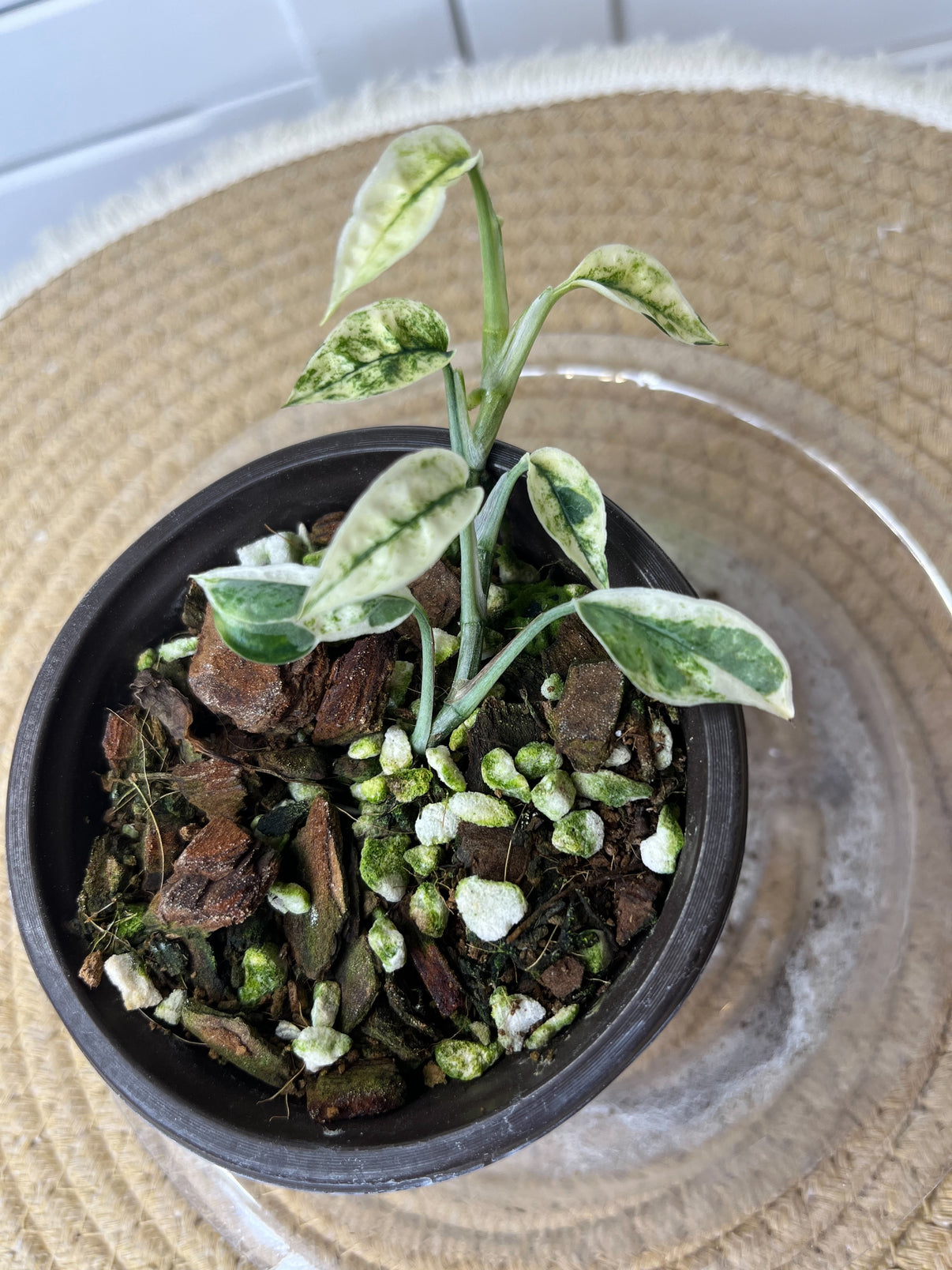 Epipremnum Pinnatum Bali Hanoman 5 – SOUL PLANT