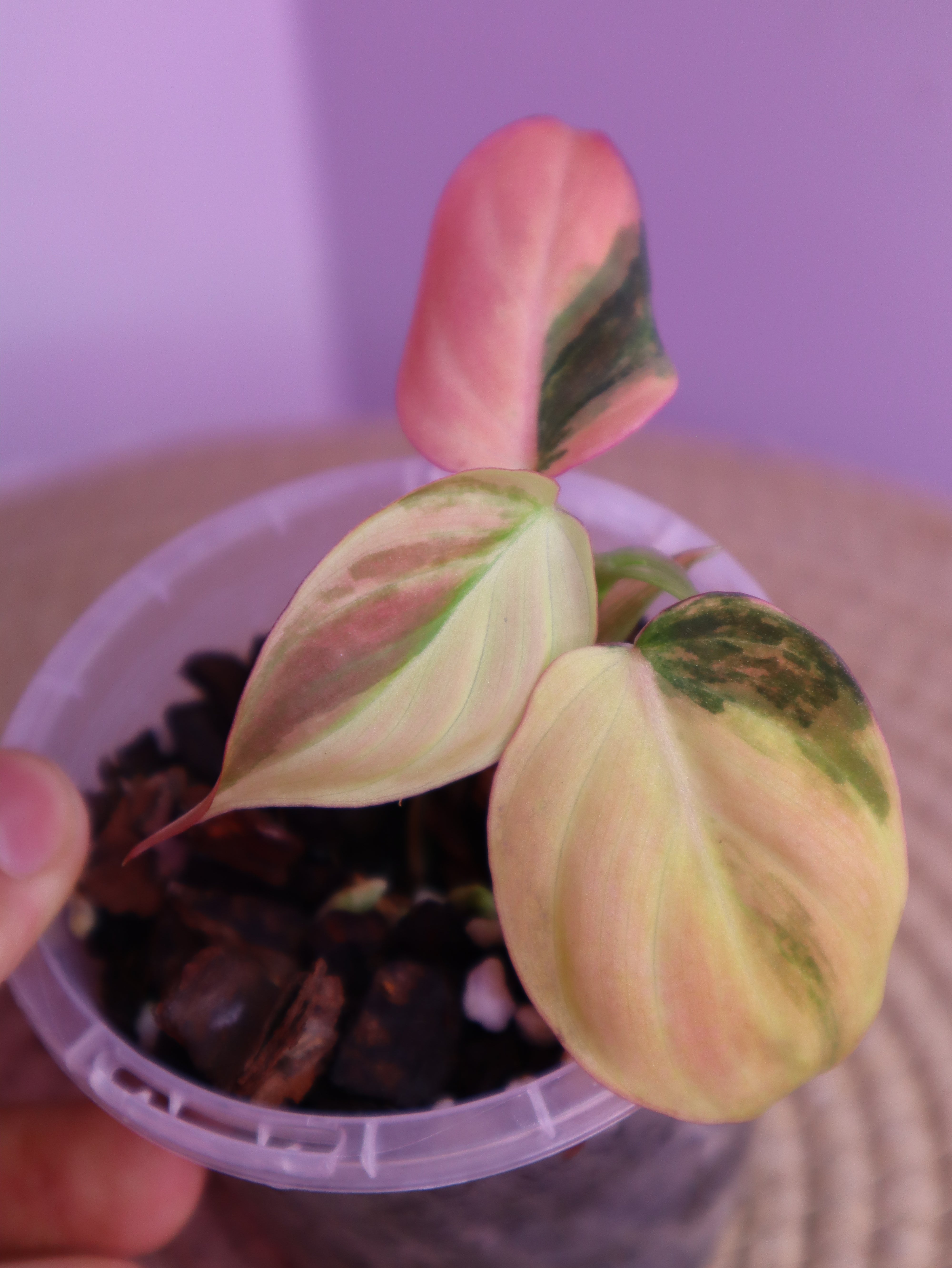 Philodendron Mican Variegated 1 – SOUL PLANT